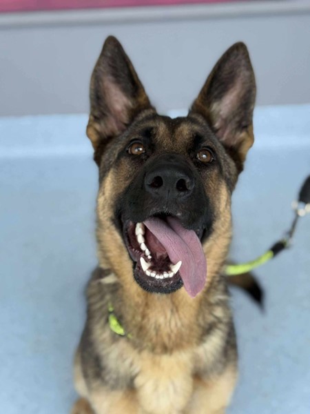 Adopt Meringue from Alfredton | Adopt-A-Dog