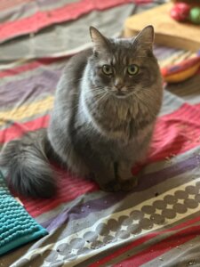 Adopt Charlotte from Perth WA | Adopt-A-Cat