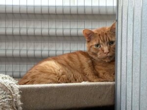Adopt Garlic from Perth WA | Adopt-A-Cat
