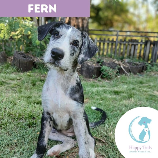 Adopt Fern from Anstead QLD | Adopt-A-Dog
