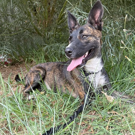 Adopt Brandy from Perth WA | Adopt-A-Dog
