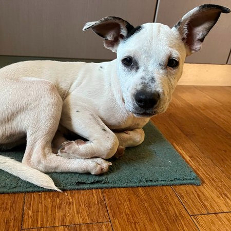 Adopt Spud **Puppy** from Greenwood WA | Adopt-A-Dog