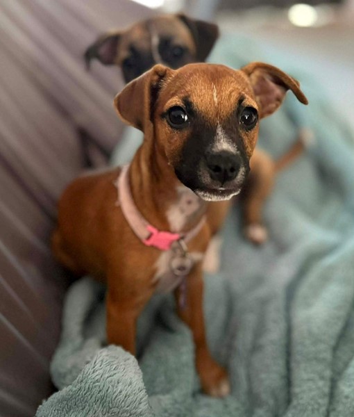 Adopt Lola from Brisbane QLD | Adopt-A-Dog