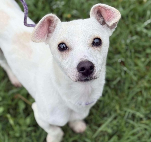 Adopt Dobby from Morwell VIC | Adopt-A-Dog