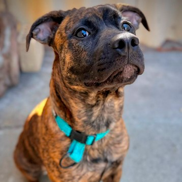 Adopt Kira from Perth WA | Adopt-A-Dog