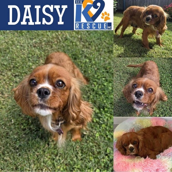 Adopt Daisy from Brisbane QLD | Adopt-A-Dog