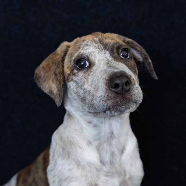 Adopt Lilly-Mae Now Maeve from Woodlands WA | Adopt-A-Dog