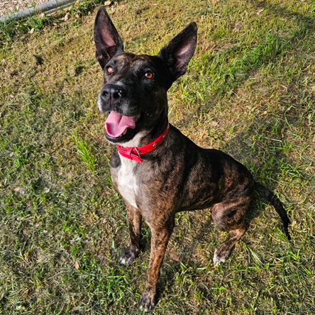 Adopt Sharmari from Mareeba QLD | Adopt-A-Dog