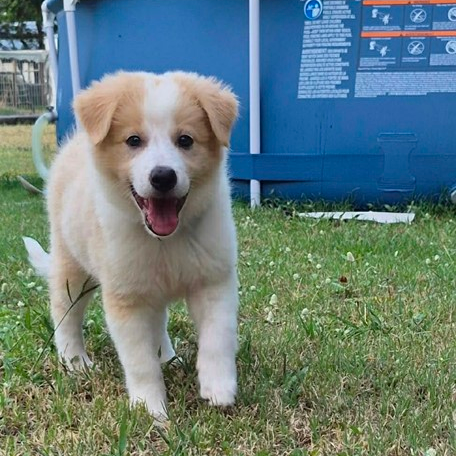 Adopt Jessie from Dalby QLD | Adopt-A-Dog
