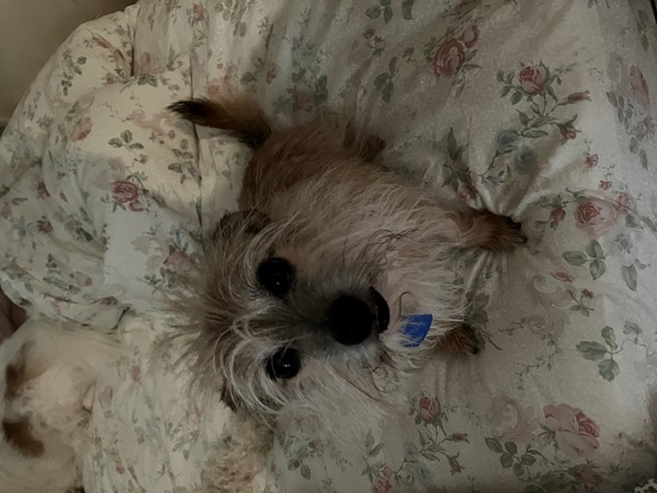 Adopt Shrimpy from Keysborough VIC | Adopt-A-Dog