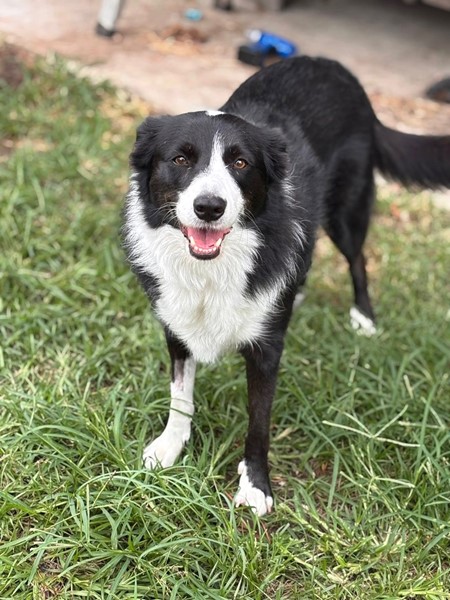 Adopt Jessie from Burpengary QLD | Adopt-A-Dog