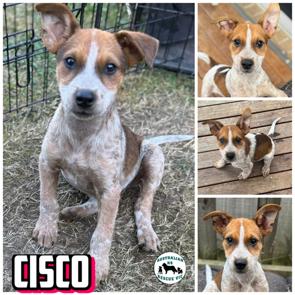 Adopt Cisco from SOUTH MORANG VIC | Adopt-A-Dog