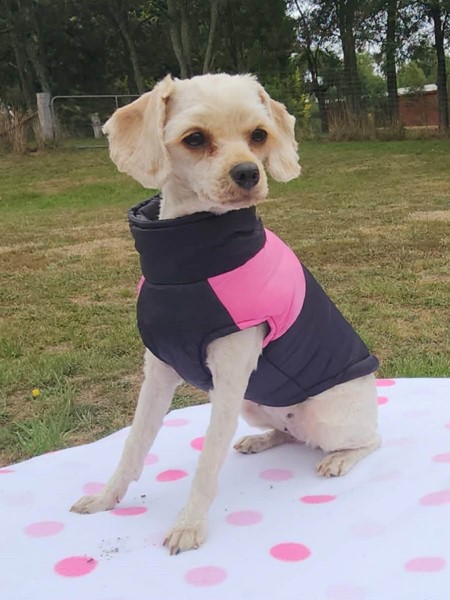 Adopt Hazel from Oberon NSW | Adopt-A-Dog