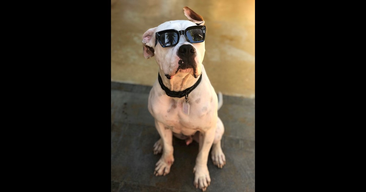 Adopt Dozer from Perth WA | Adopt-A-Dog