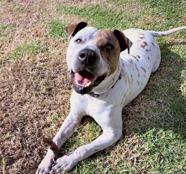 Adopt Bo from Traralgon VIC | Adopt-A-Dog