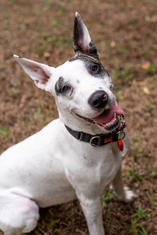 Adopt Jessie from Enoggera QLD | Adopt-A-Dog