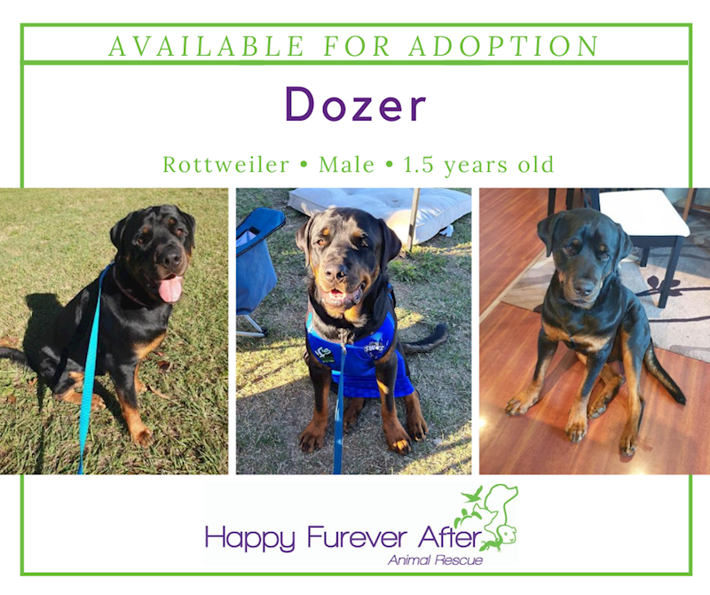 Adopt Dozer from Petrie QLD | Adopt-A-Dog