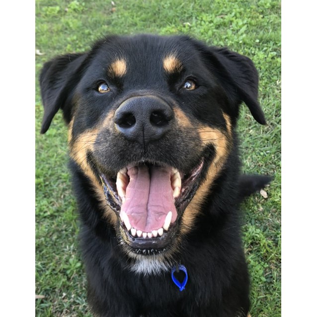 Adopt Jackson ~ 5yr Old Rotti X (On Trial 16/09/20) from Wyong NSW ...