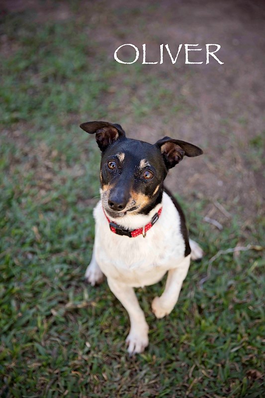 Adopt Oliver from Townsville QLD | Adopt-A-Dog