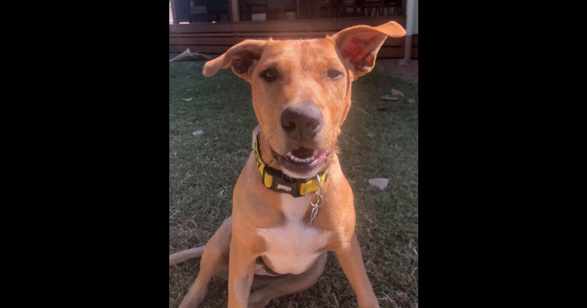 Adopt Narla from Mareeba QLD | Adopt-A-Dog