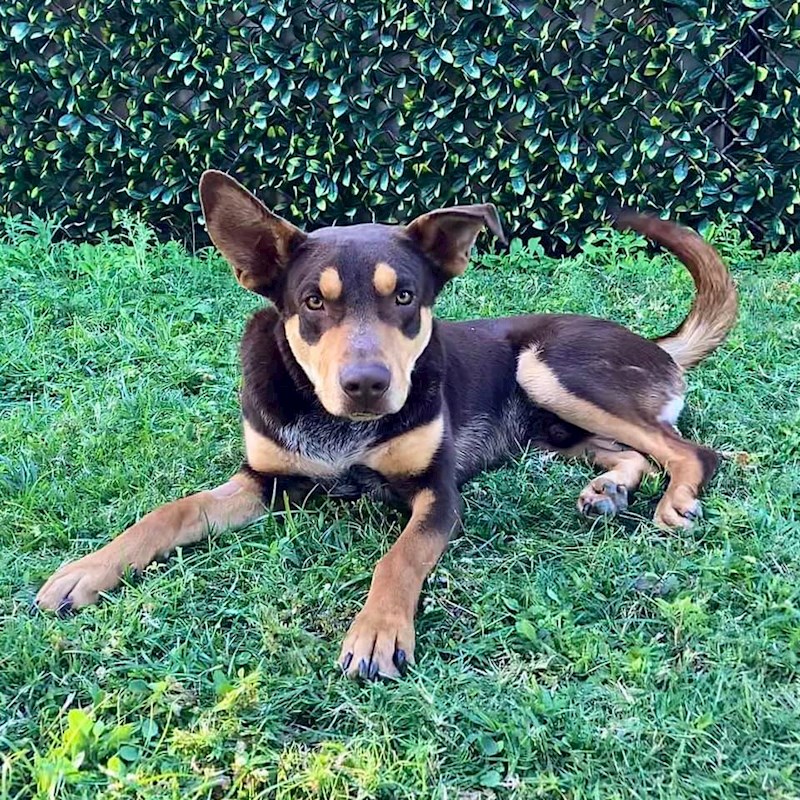 Adopt Turbo from Mareeba QLD | Adopt-A-Dog