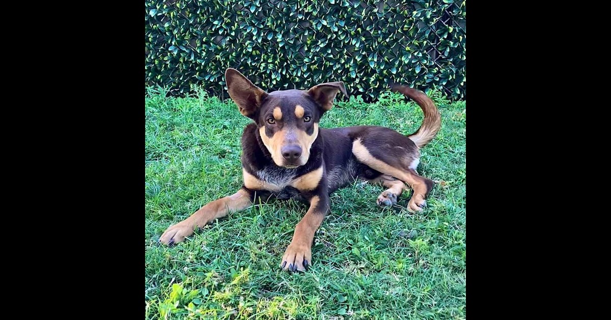 Adopt Turbo from Mareeba QLD | Adopt-A-Dog