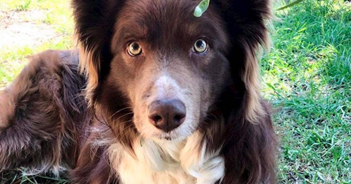 Adopt Hiccup from Perth WA | Adopt-A-Dog
