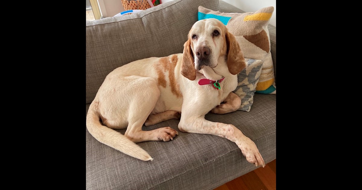 Adopt Lucy Clark from Victoria VIC | Adopt-A-Dog