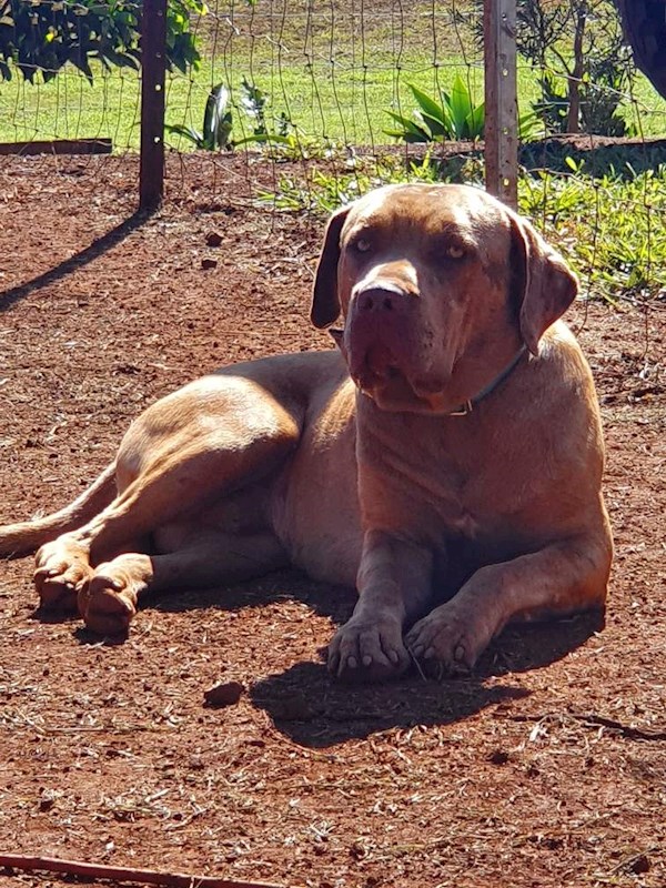Adopt Hulk from MAREEBA QLD | Adopt-A-Dog
