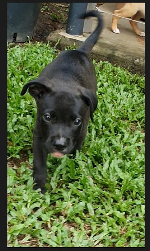 Adopt Alban from Cairns QLD | Adopt-A-Dog