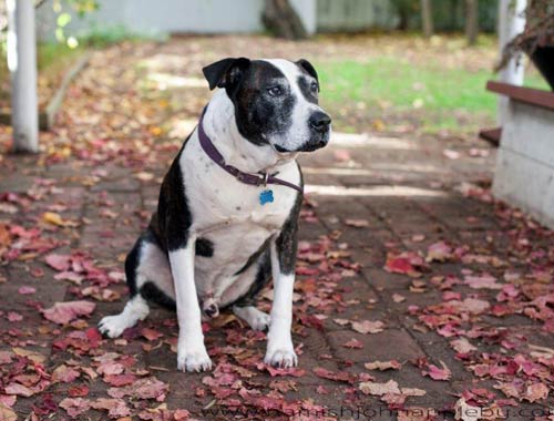 Adopt Jack Loveday from FERNTREE GULLY VIC | Adopt-A-Dog