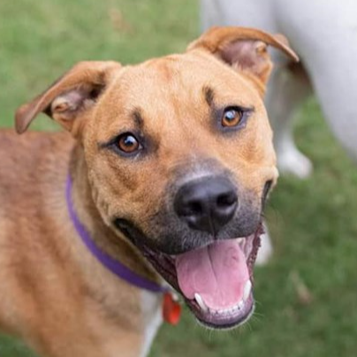Adopt Rex from Brisbane QLD | Adopt-A-Dog