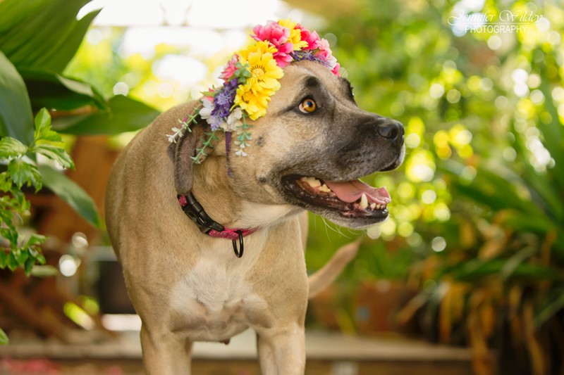 Adopt Winnie from Perth WA | Adopt-A-Dog