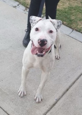 Adopt Chai from Baldivis WA | Adopt-A-Dog