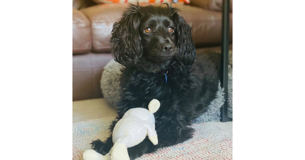 Adopt PEPE from Westleigh NSW | Adopt-A-Dog