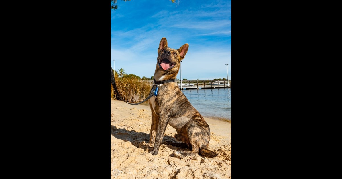 Adopt Range from Perth WA | Adopt-A-Dog