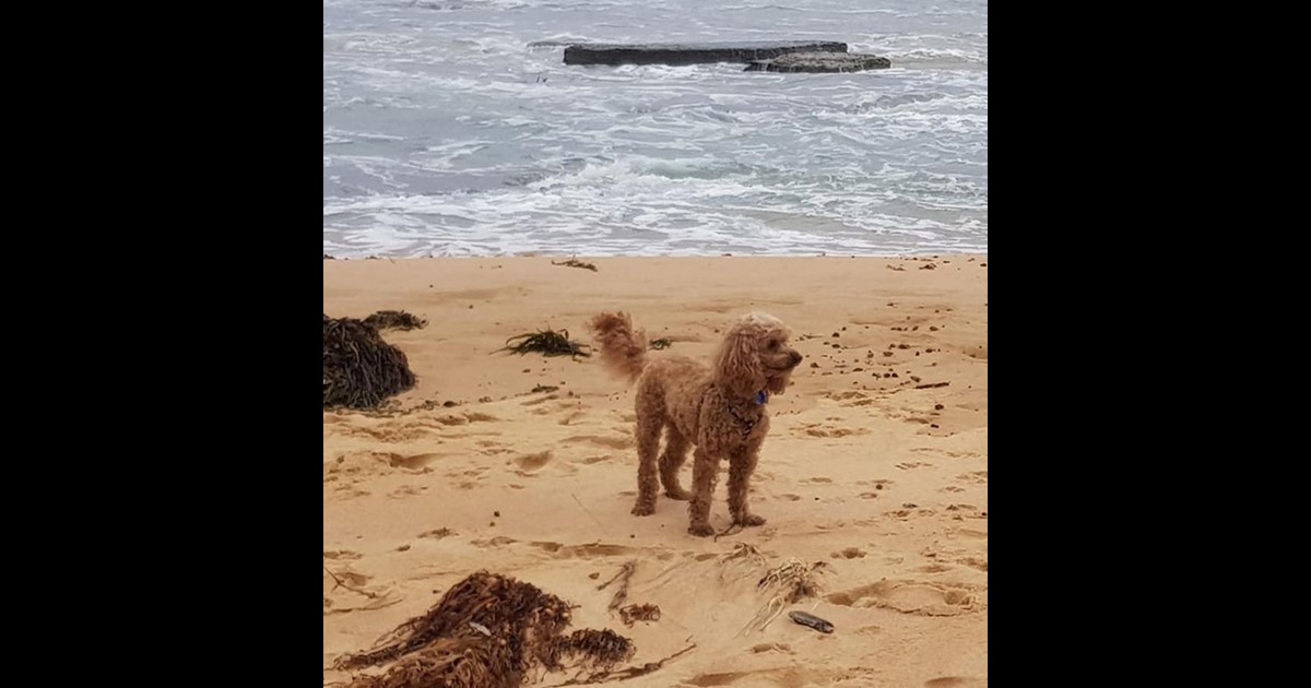 Adopt Polly from Ryde NSW | Adopt-A-Dog