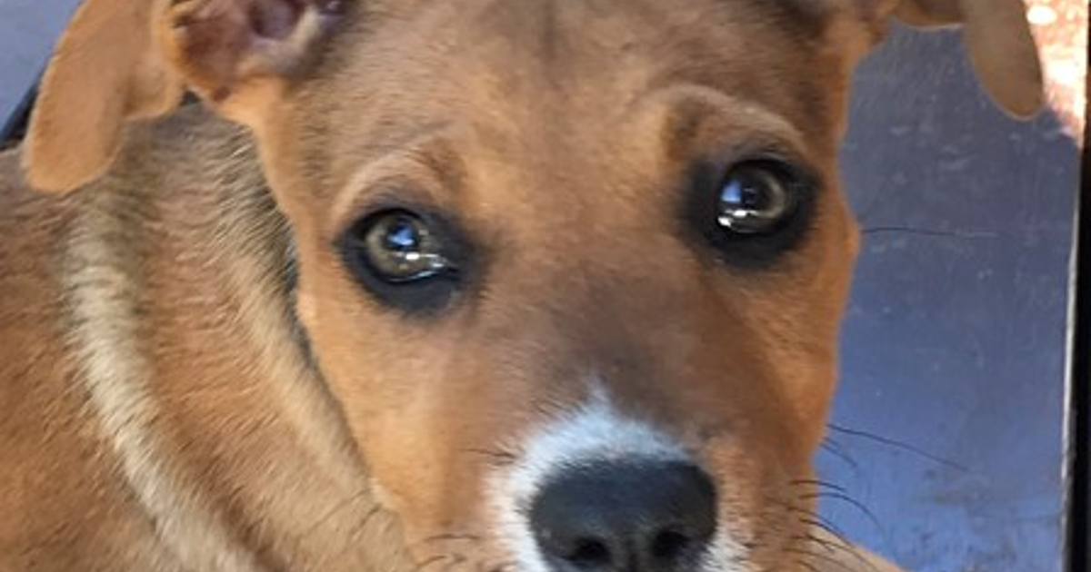 Adopt Mariah from Brisbane QLD | Adopt-A-Dog