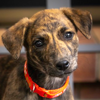 Adopt Bridget from Brisbane QLD | Adopt-A-Dog