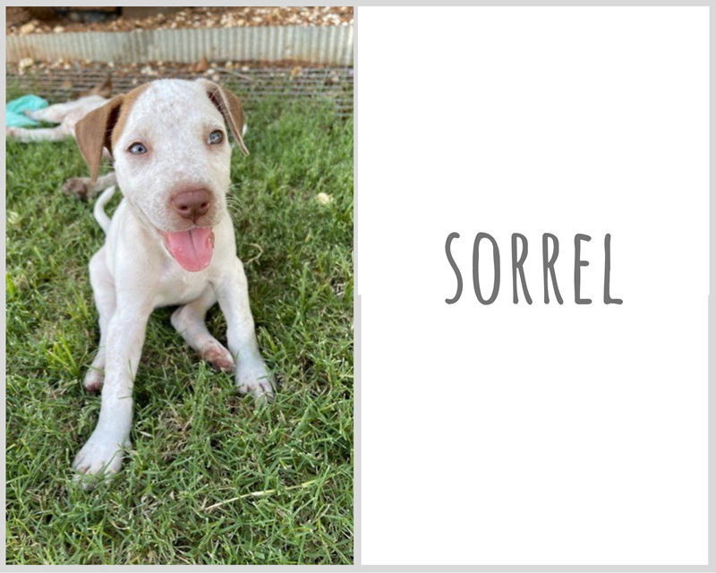 Adopt Sorrel from Mount Isa QLD | Adopt-A-Dog