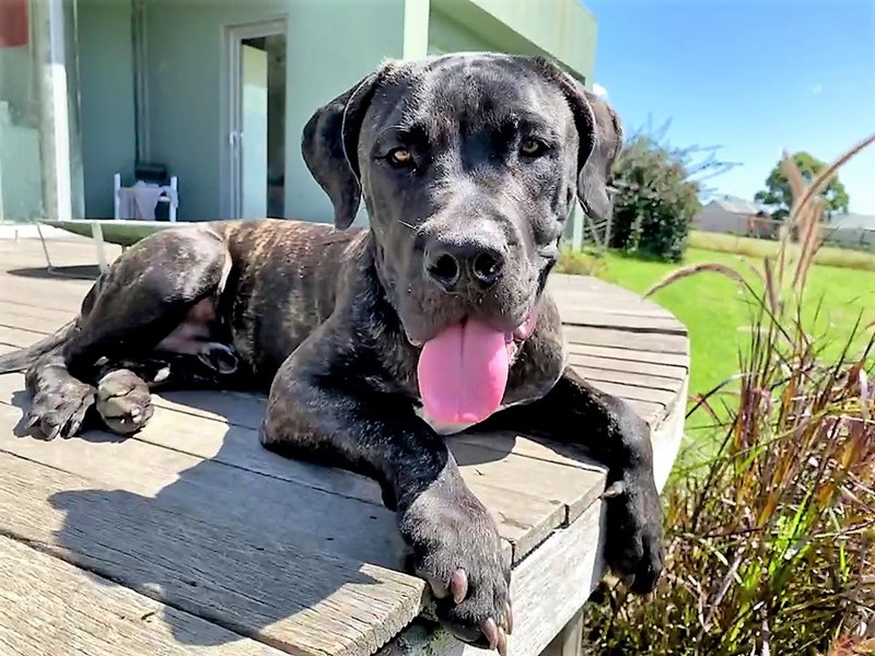 Adopt Navajo from Razorback NSW | Adopt-A-Dog