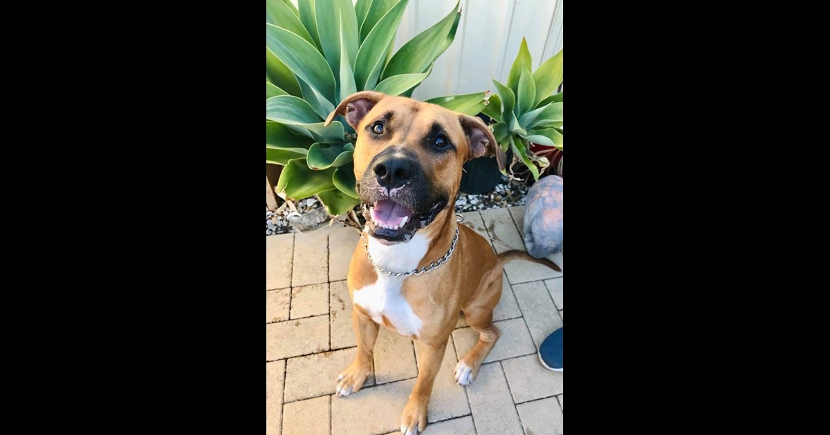 Adopt Dodge from Perth WA | Adopt-A-Dog