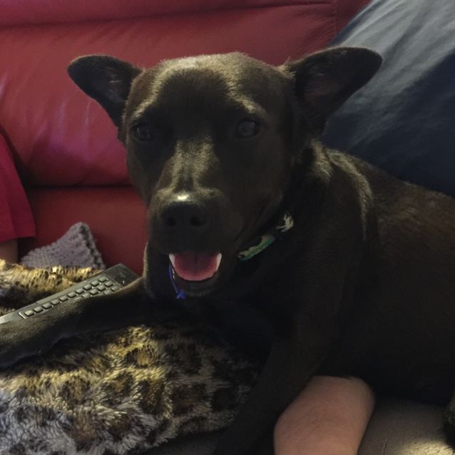 Adopt Hazel ~ 18m/o Kelpie X Foxy (Adopted) from Maryland NSW | Adopt-A-Dog