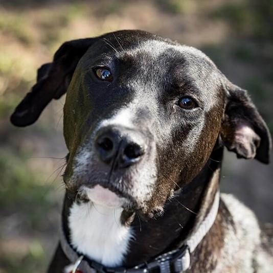 Adopt Zoe from Brisbane QLD | Adopt-A-Dog