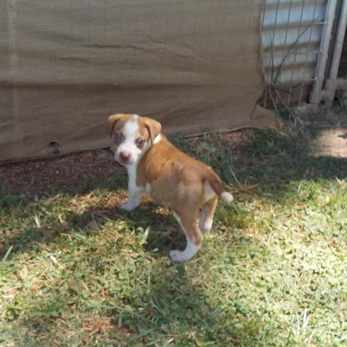 Adopt Oscar from MAREEBA QLD | Adopt-A-Dog