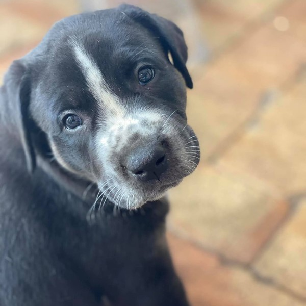 Adopt Rivin (Fire Litter) from Perth WA | Adopt-A-Dog