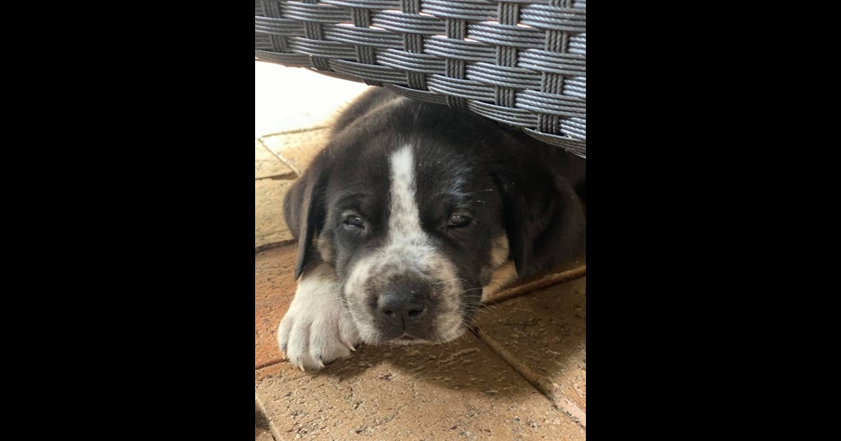 Adopt Flint (Fire Litter) from Perth WA | Adopt-A-Dog