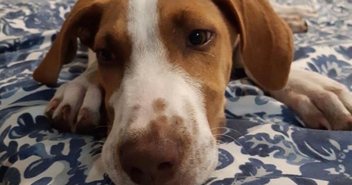 Adopt Warren from Townsville QLD | Adopt-A-Dog