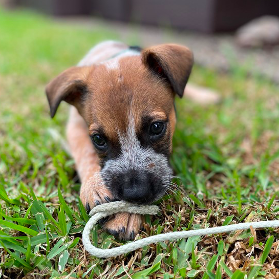 Adopt Timon from Boondall QLD | Adopt-A-Dog