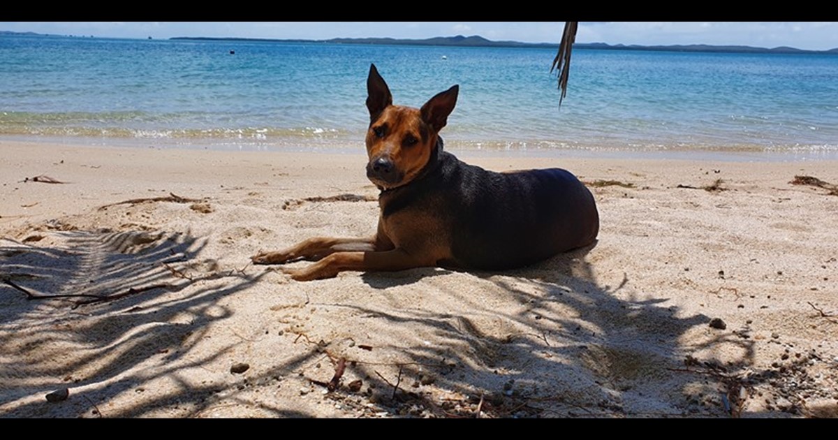 Adopt Roku from MAREEBA QLD | Adopt-A-Dog